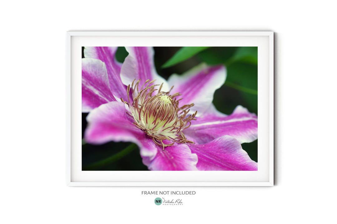 Pink Clematis Flower Print, Fine Art Spring Flower Photography ...