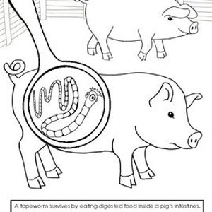 Animal Symbiosis Coloring - Etsy