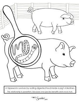 Animal Symbiosis Coloring - Etsy