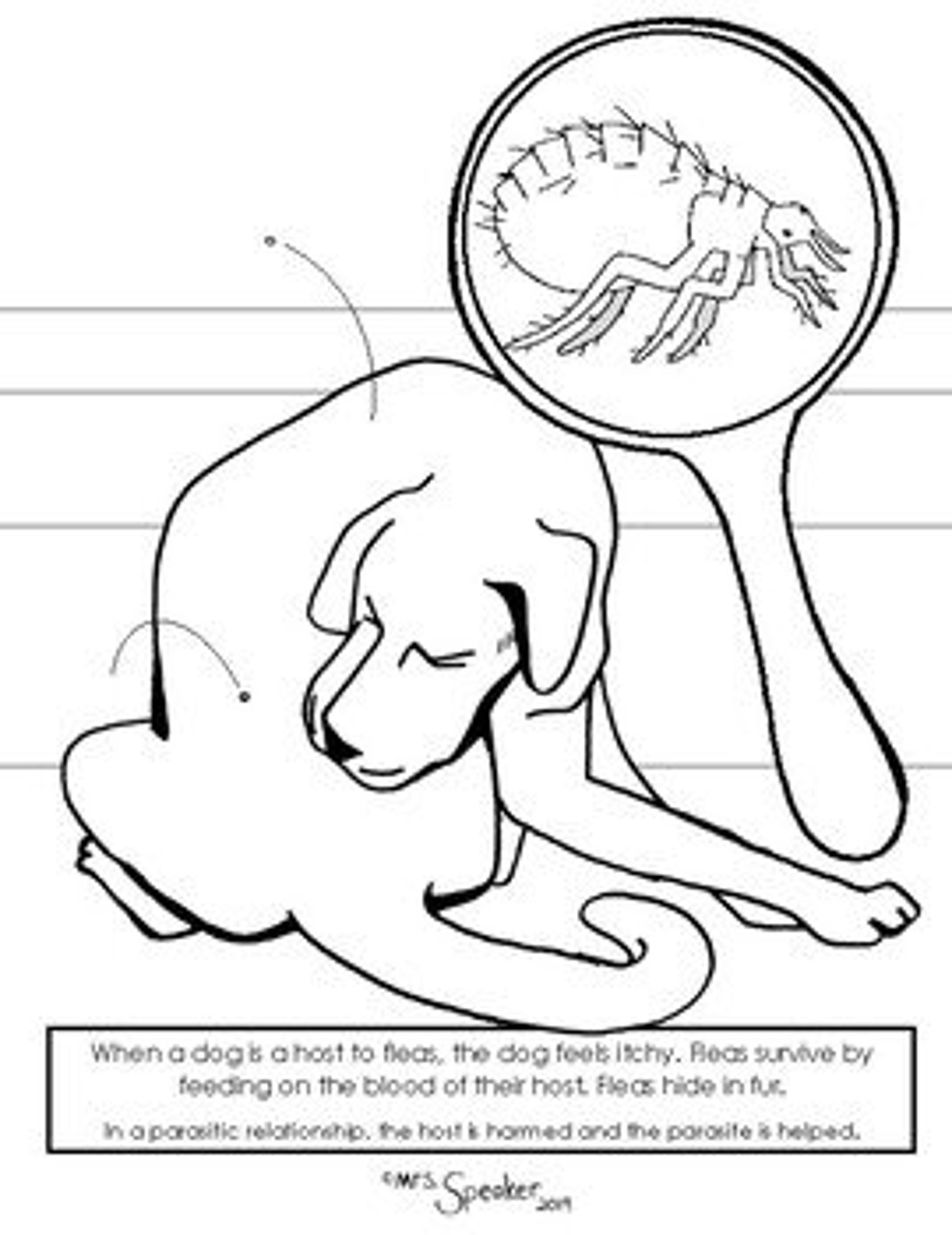 Animal Symbiosis Coloring - Etsy