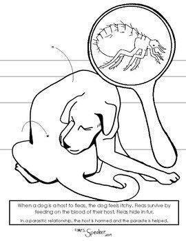 Mutualism Examples Drawing