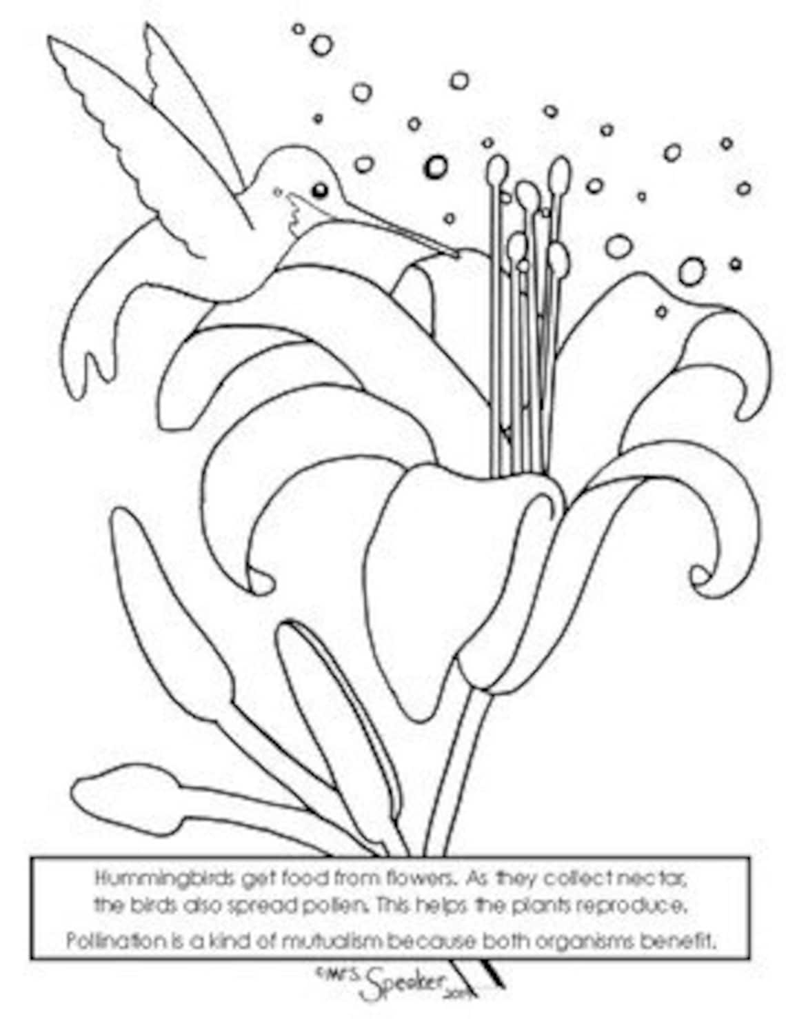 Animal Symbiosis Coloring - Etsy