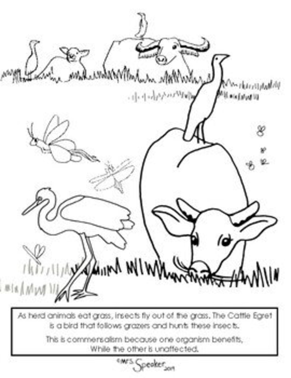 Animal Symbiosis Coloring - Etsy