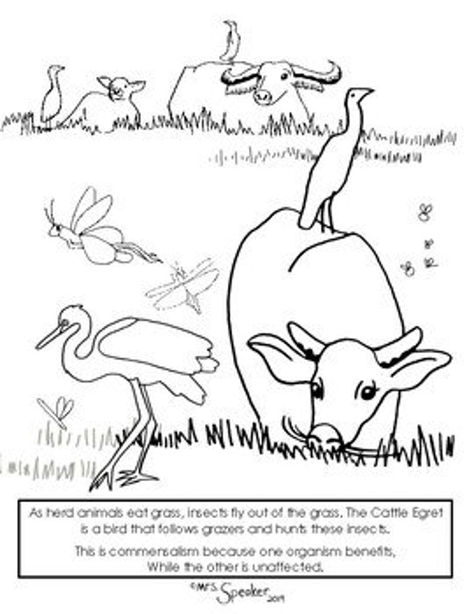 Animal Symbiosis Coloring - Etsy