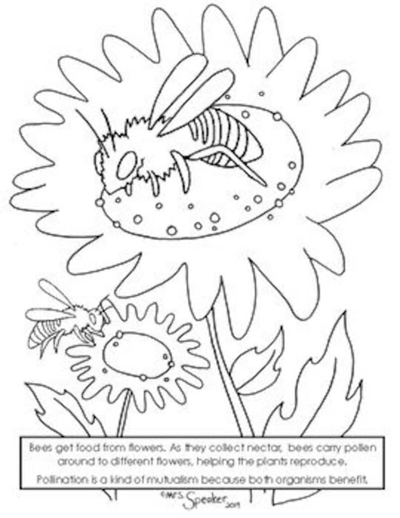 Animal Symbiosis Coloring - Etsy