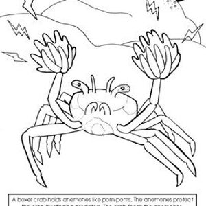 Animal Symbiosis Coloring - Etsy