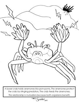 Animal Symbiosis Coloring - Etsy