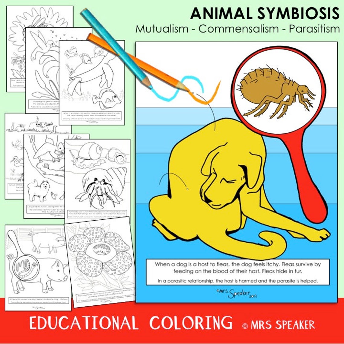 Animal Symbiosis Coloring - Etsy