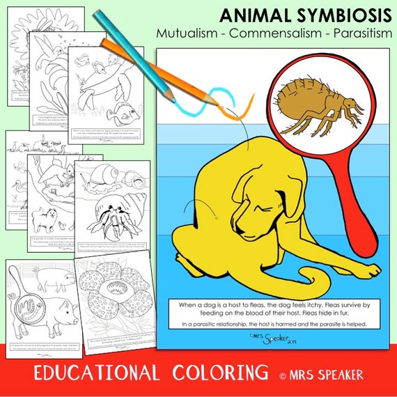 Animal Symbiosis Coloring | Etsy