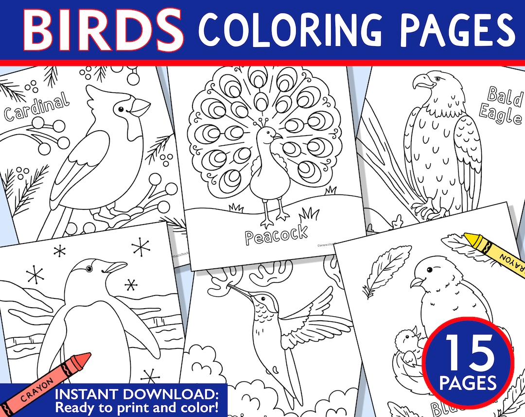 Bird Coloring Pages Bird Coloring Sheets Bird Identification - Etsy