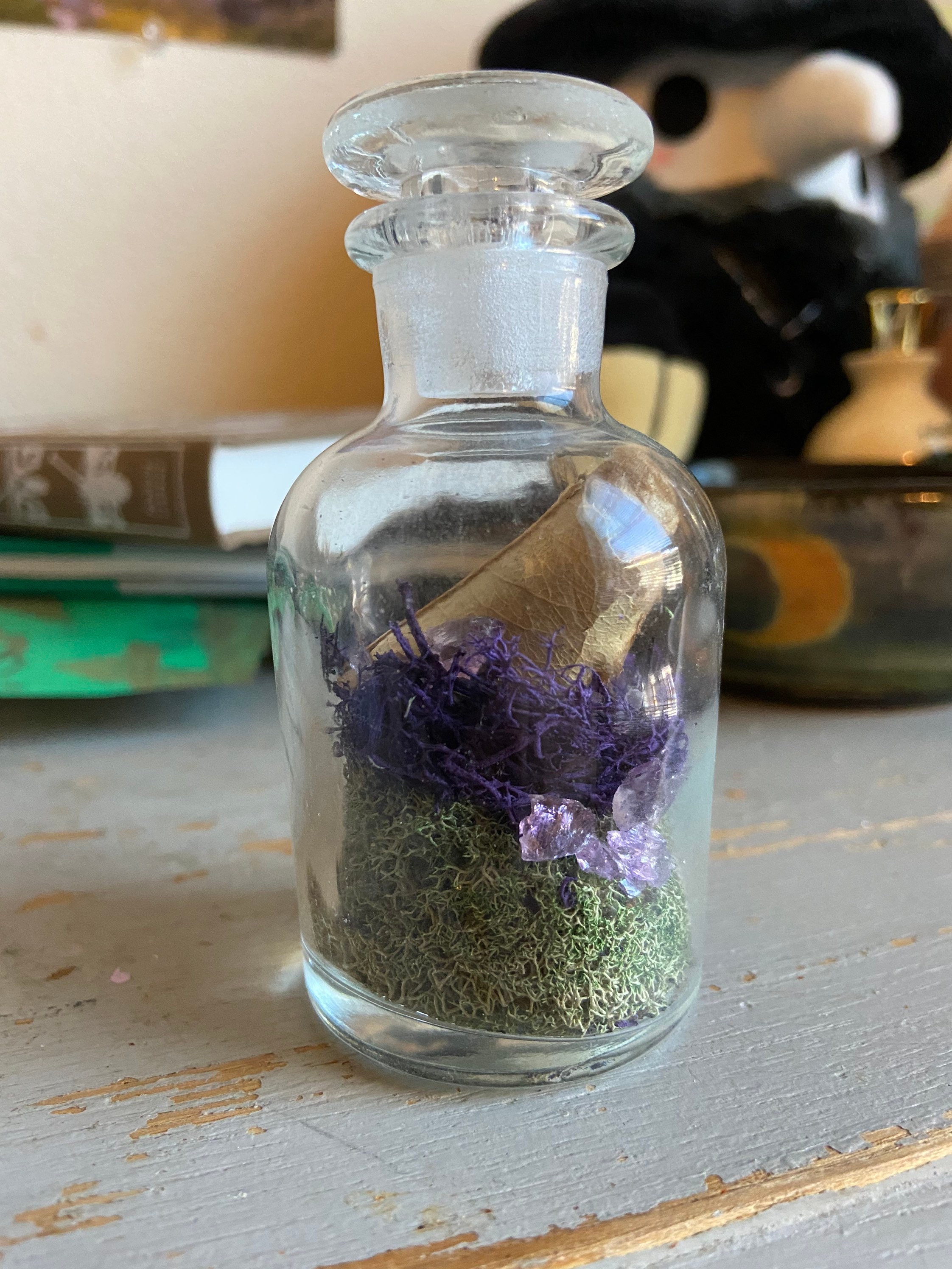 Real Promethea Moth Cocoon Terrarium in Glass Bottle - Etsy