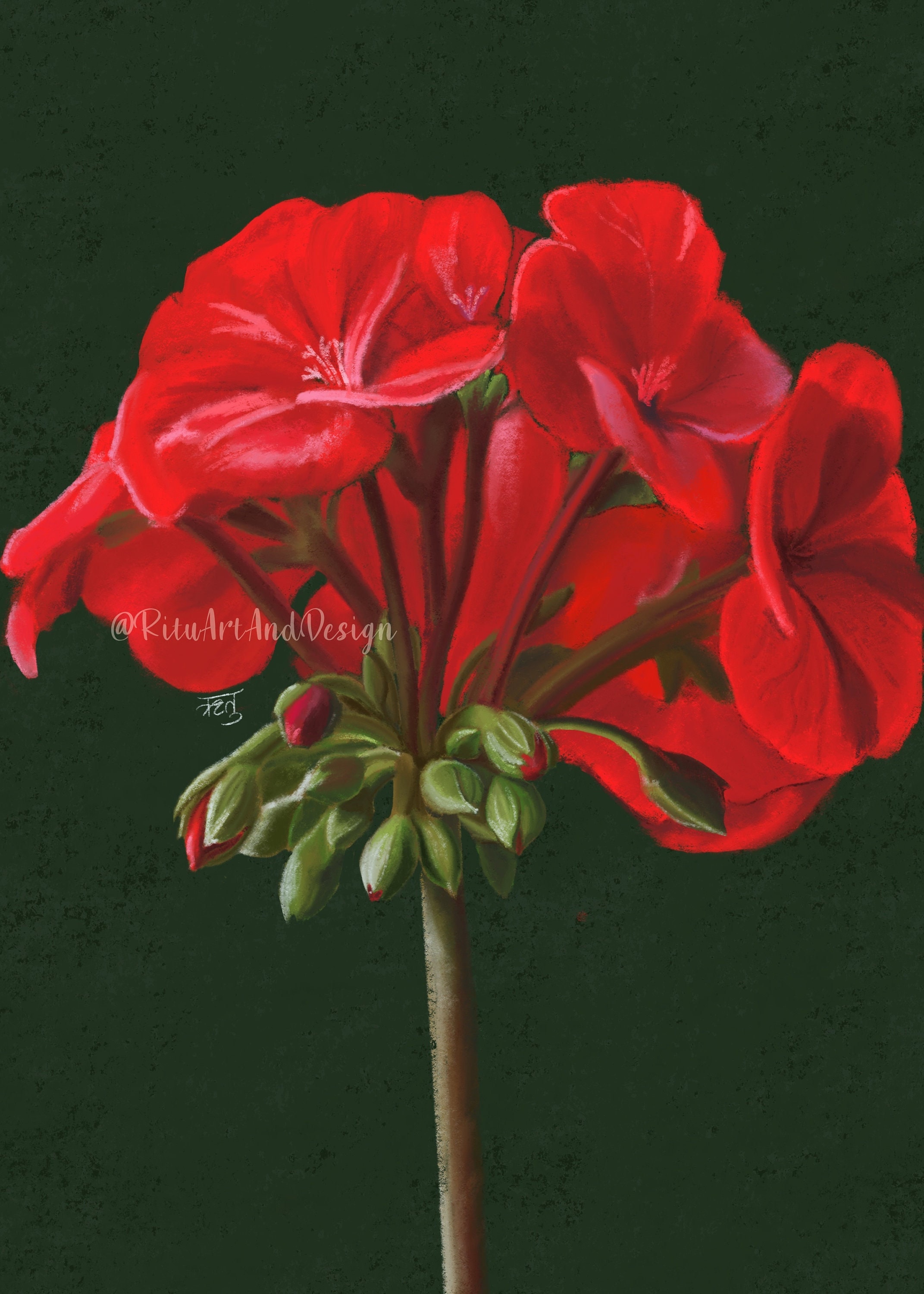 How To Draw Red Geraniums