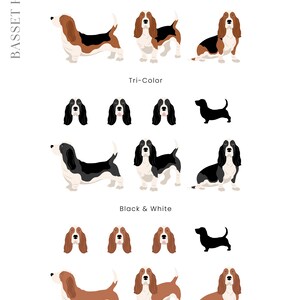 Basset Hound - Dogs Clipart Set - Dog Breeds - Digital PNG SVG Vector ...