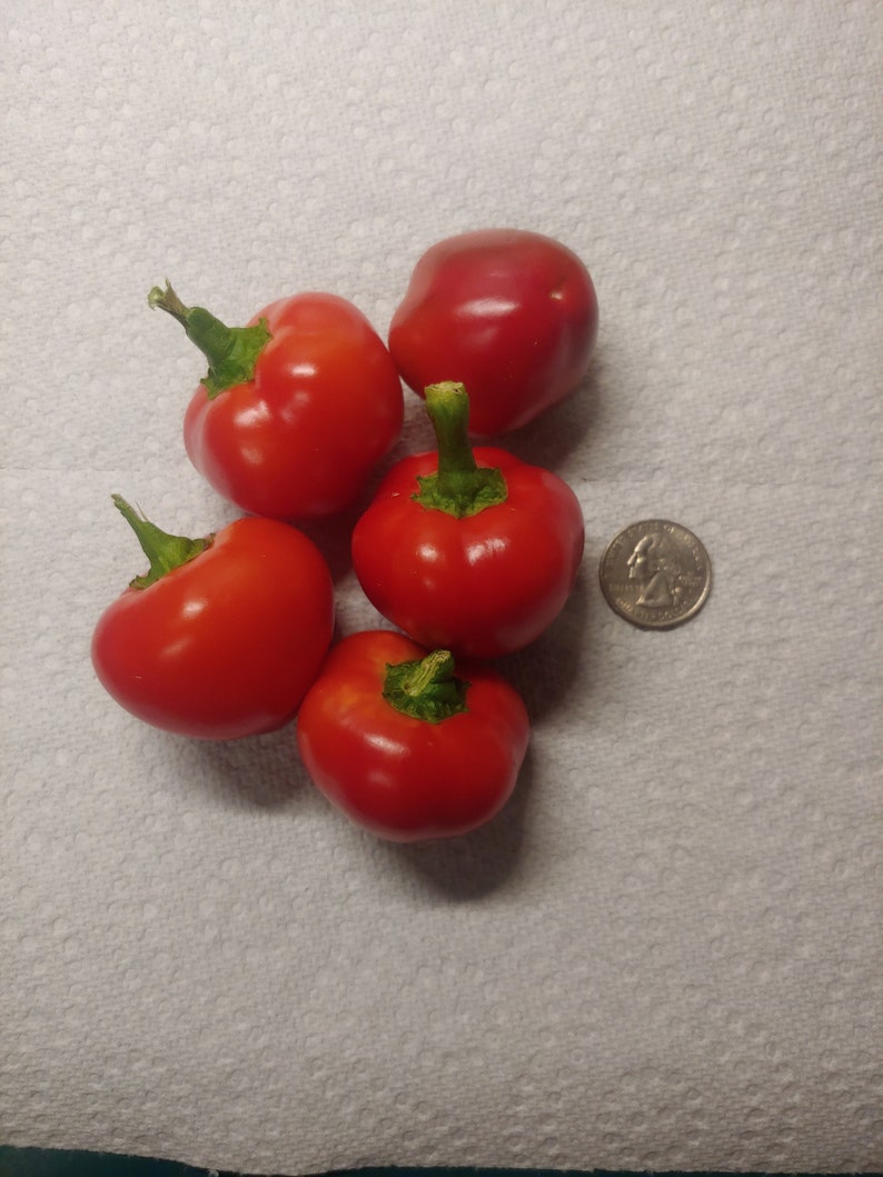 Organic Red Cherry Bomb Pepper Seeds: Heirloom Non-gmo - Etsy