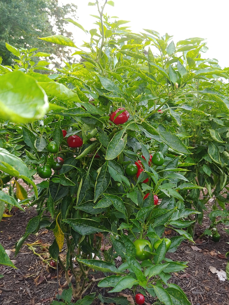 Organic Red Cherry Bomb Pepper Seeds: Heirloom Non-gmo - Etsy