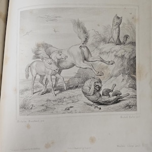 Reineke Fuchs (reynard Fox) by Goethe First Illustrated Edition ...