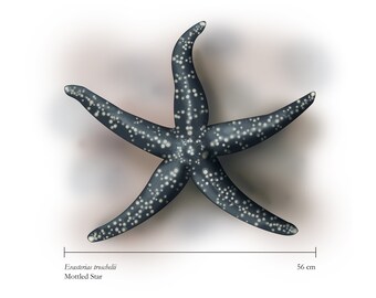 Sea star drawing | Etsy