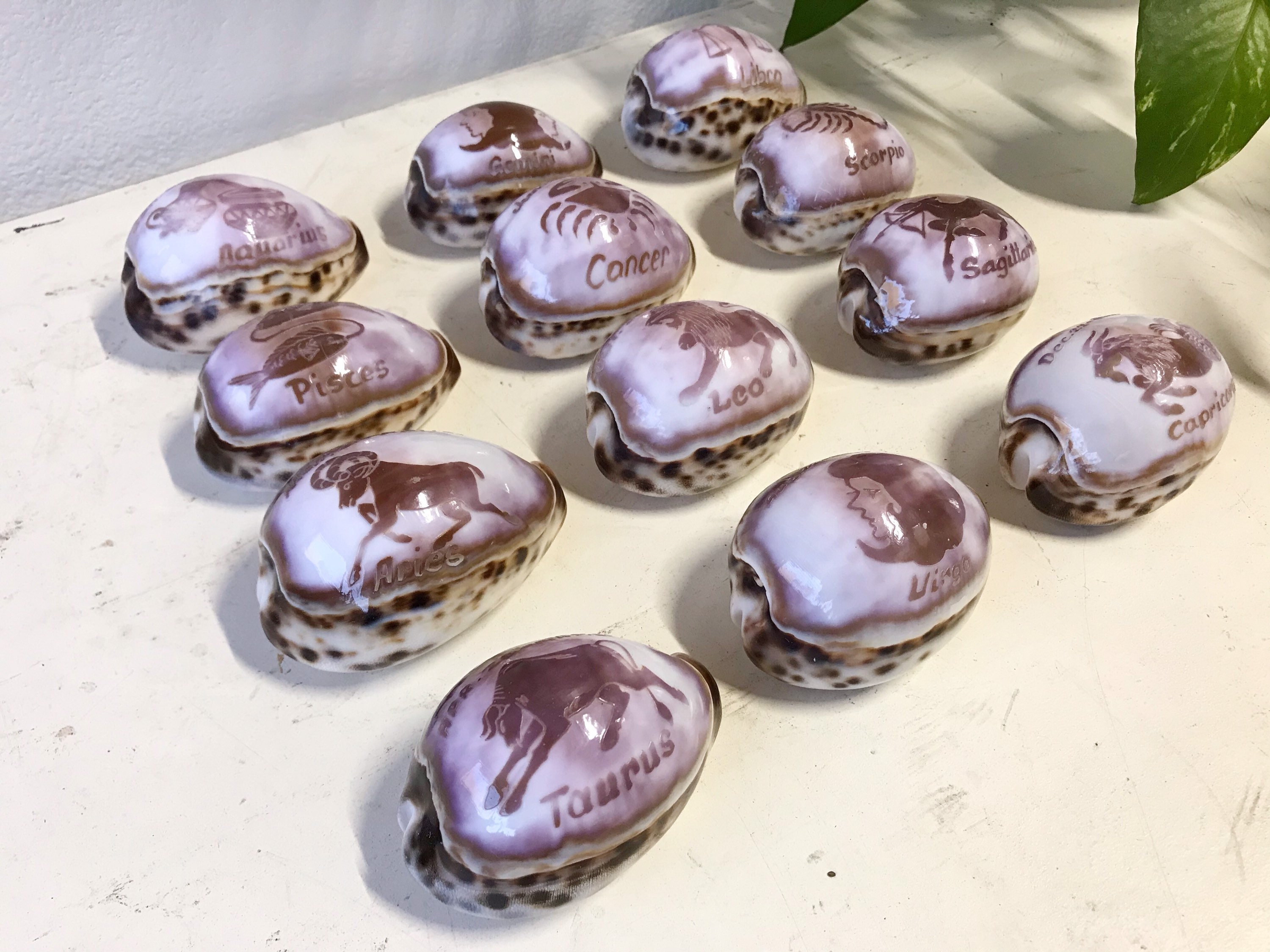 Vintage Complete Set of Zodiac Hand Carved Cowrie Spotted Sea Shells ...