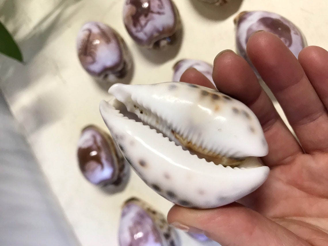 Vintage Complete Set of Zodiac Hand Carved Cowrie Spotted Sea Shells ...