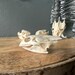 Soft Shell Turtle Skull Real ANIMAL Skeleton Taxidermy Oddity Art - Etsy
