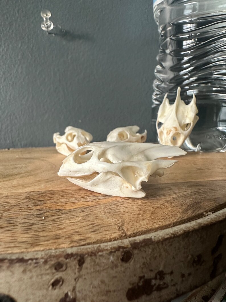 Soft Shell Turtle Skull Real ANIMAL Skeleton Taxidermy Oddity Art - Etsy
