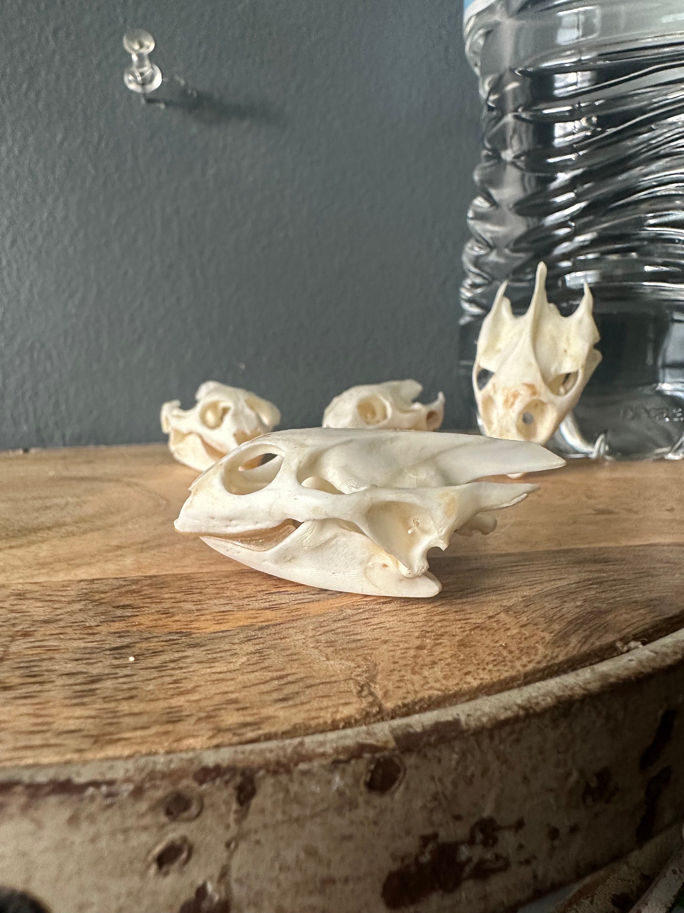Soft Shell Turtle Skull Real ANIMAL Skeleton Taxidermy Oddity Art - Etsy