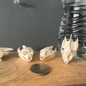 Soft Shell Turtle Skull Real ANIMAL Skeleton Taxidermy Oddity Art - Etsy