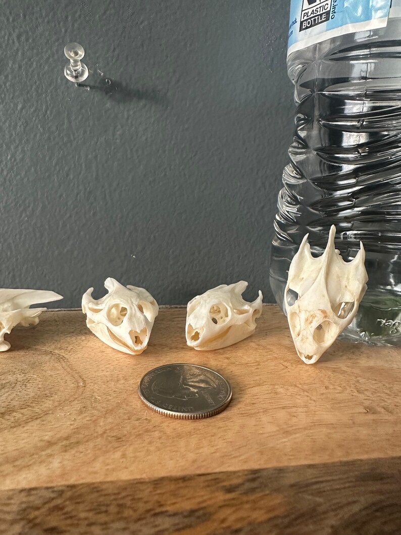 Soft Shell Turtle Skull Real ANIMAL Skeleton Taxidermy Oddity Art - Etsy