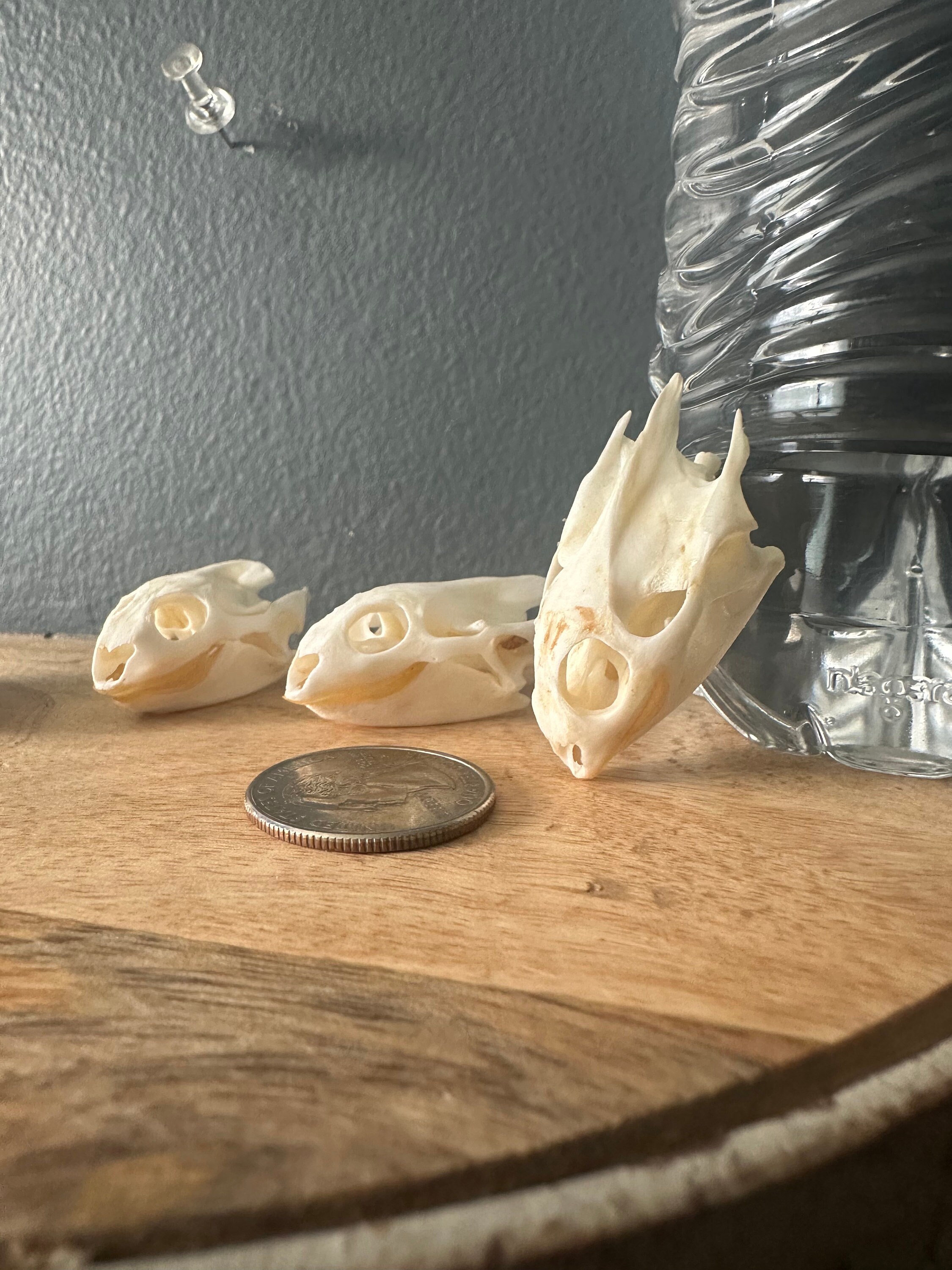 Soft Shell Turtle Skull Real ANIMAL Skeleton Taxidermy Oddity Art - Etsy