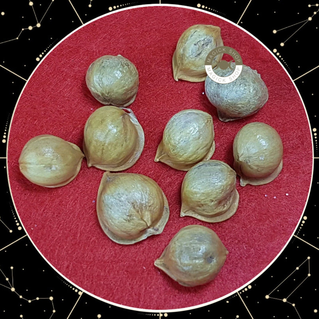 Male Garlic 10 Units / Male Garlic, Ritual, Amulet - Etsy