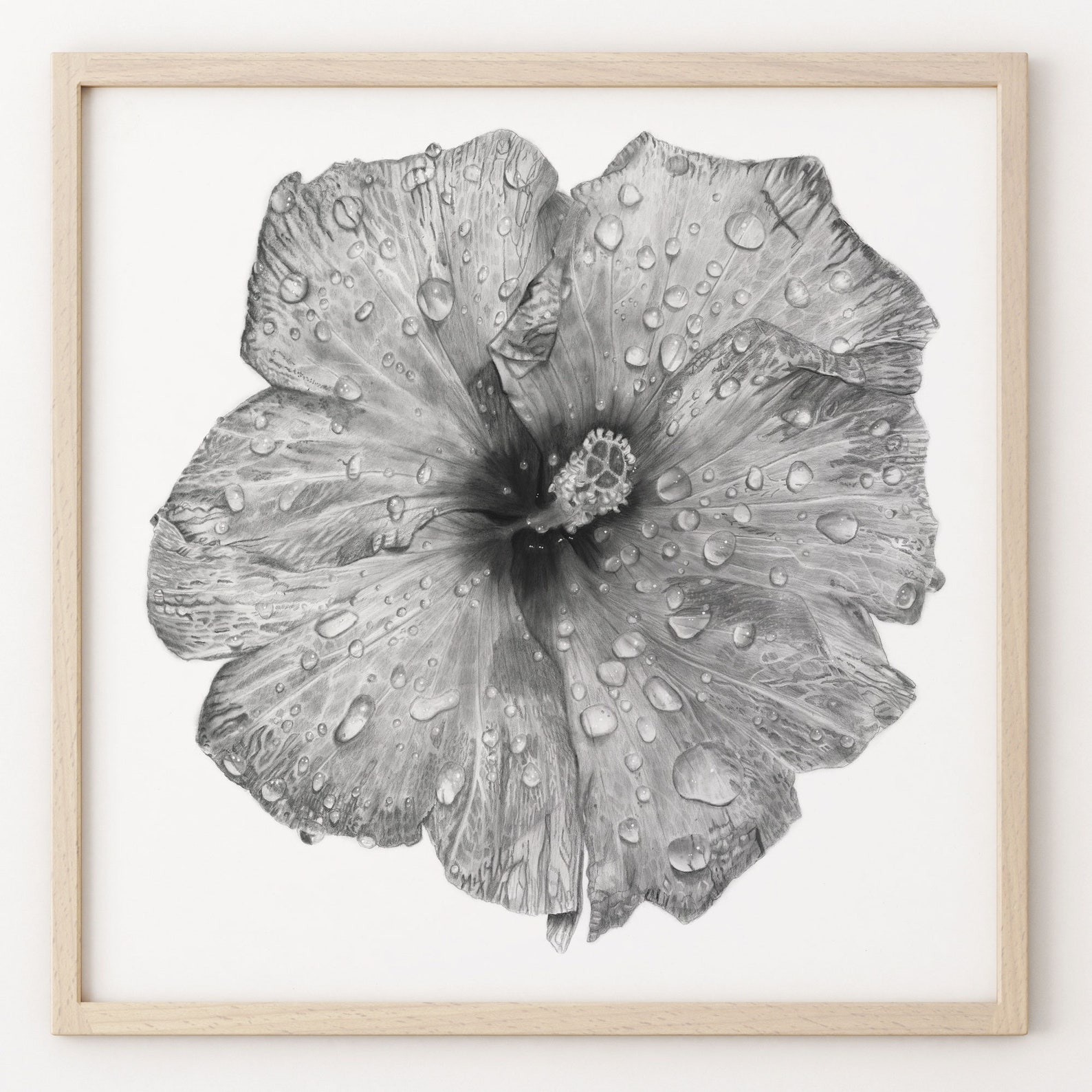Limited Edition Hyperrealistic Hibiscus Flower Graphite and - Etsy