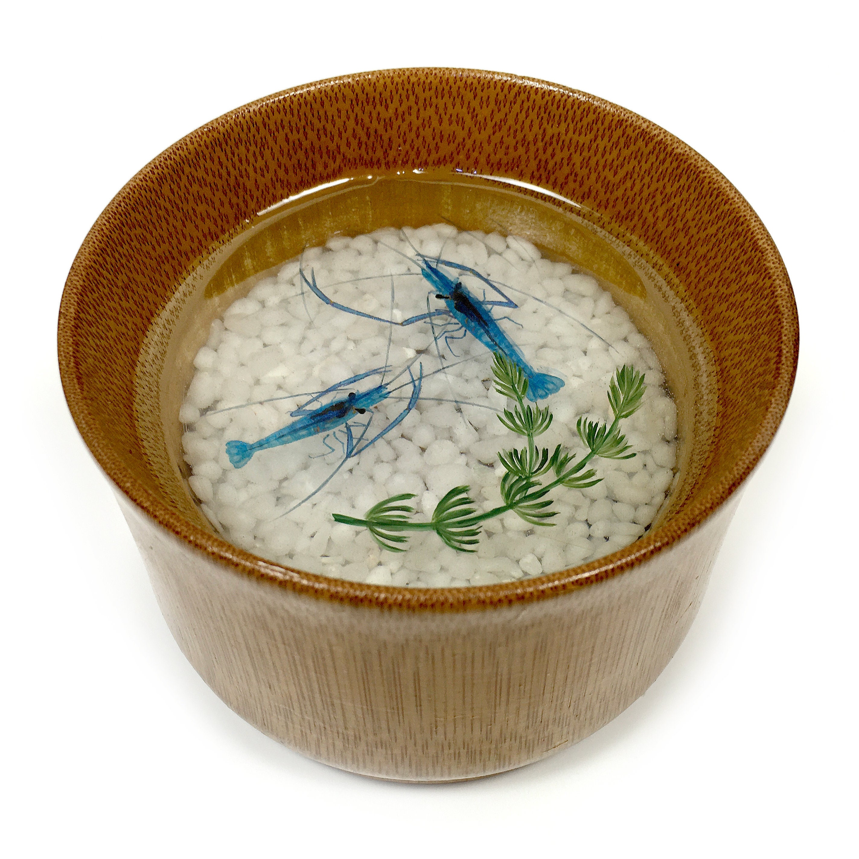 Resin Art Fish Resin Painting Colorful Shrimpcollection Art - Etsy