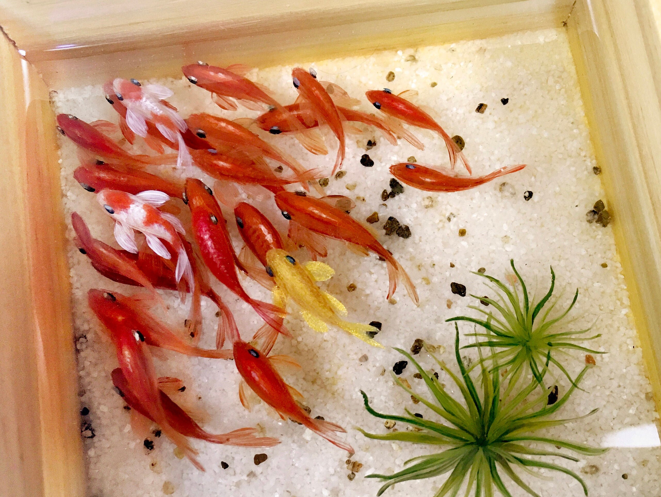 Wooden Box Group Fish Resin Painting Painting Artworkonly - Etsy