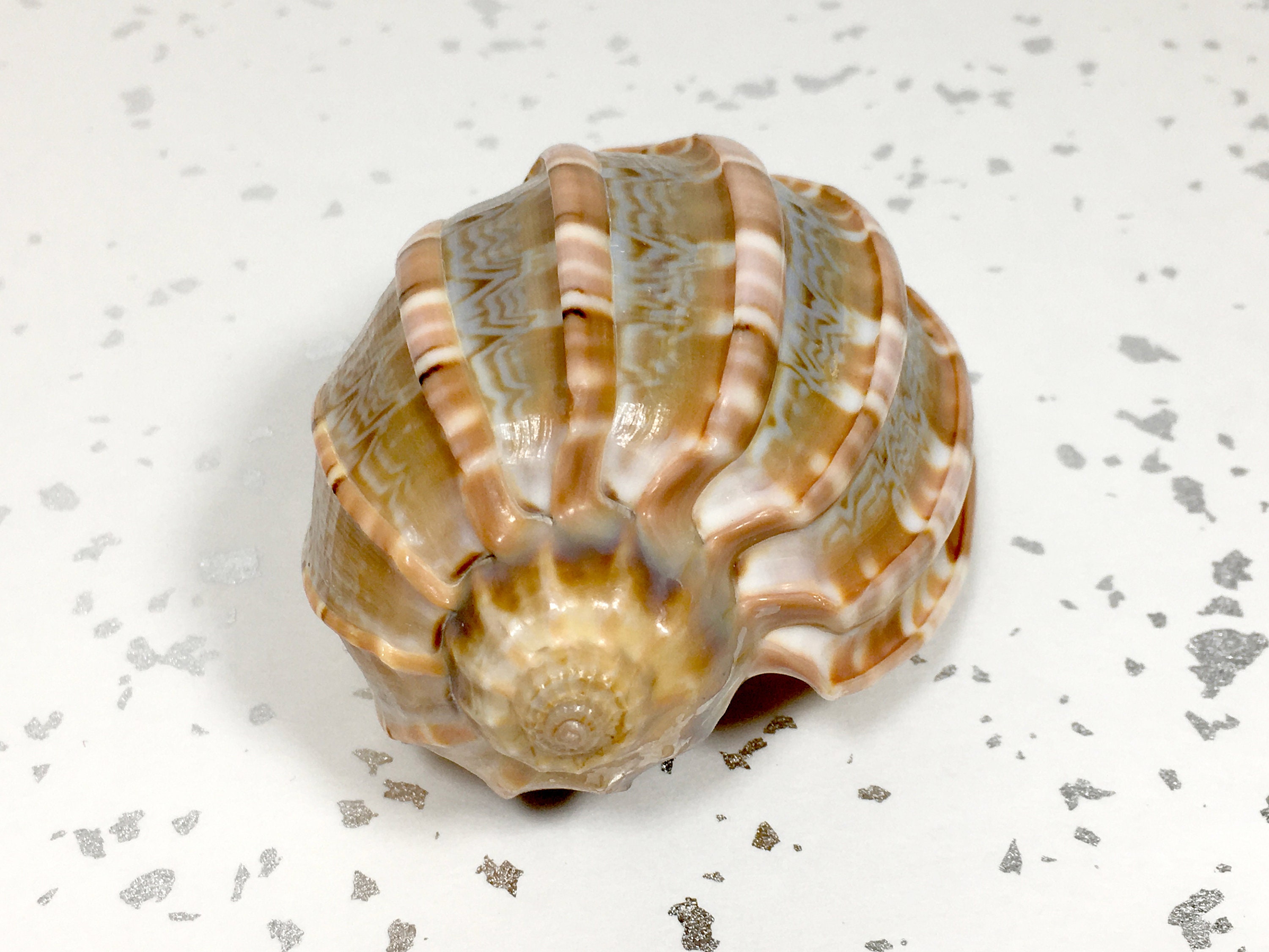 3D Resin Painting Shiny Blue Conch Betta Fish Betta Fish | Etsy