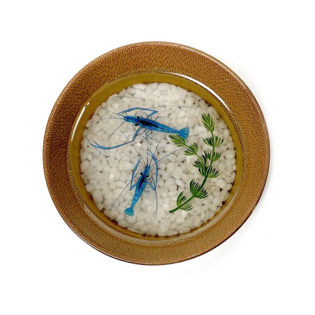 Resin Art Fish Resin Painting Colorful Shrimpcollection Art - Etsy
