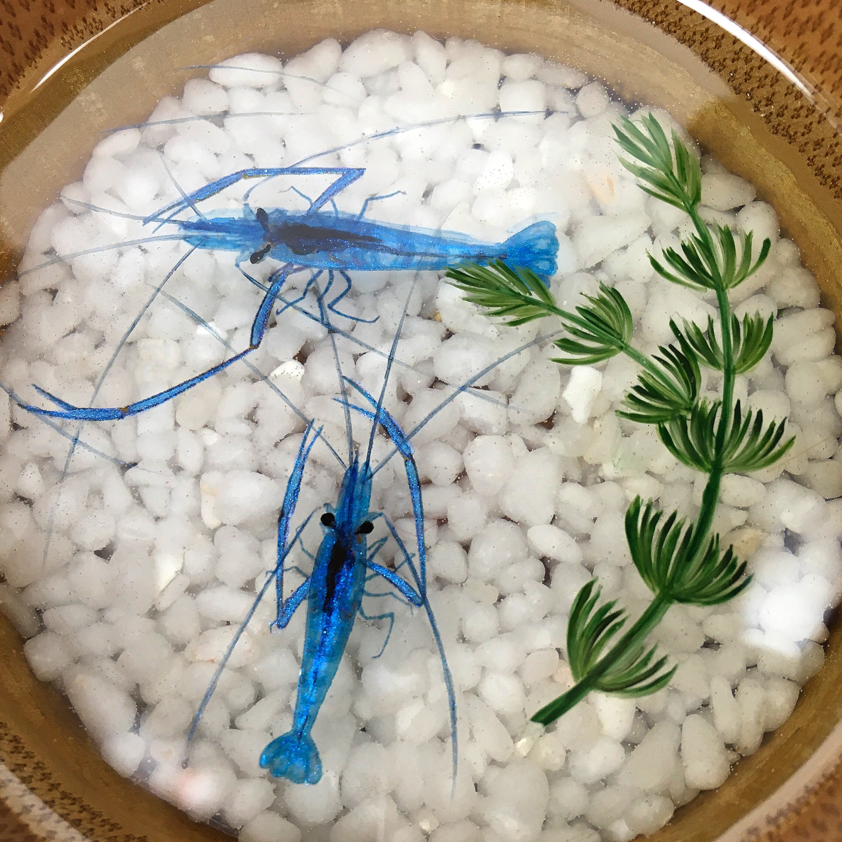 Resin Art Fish Resin Painting Colorful Shrimpcollection Art - Etsy