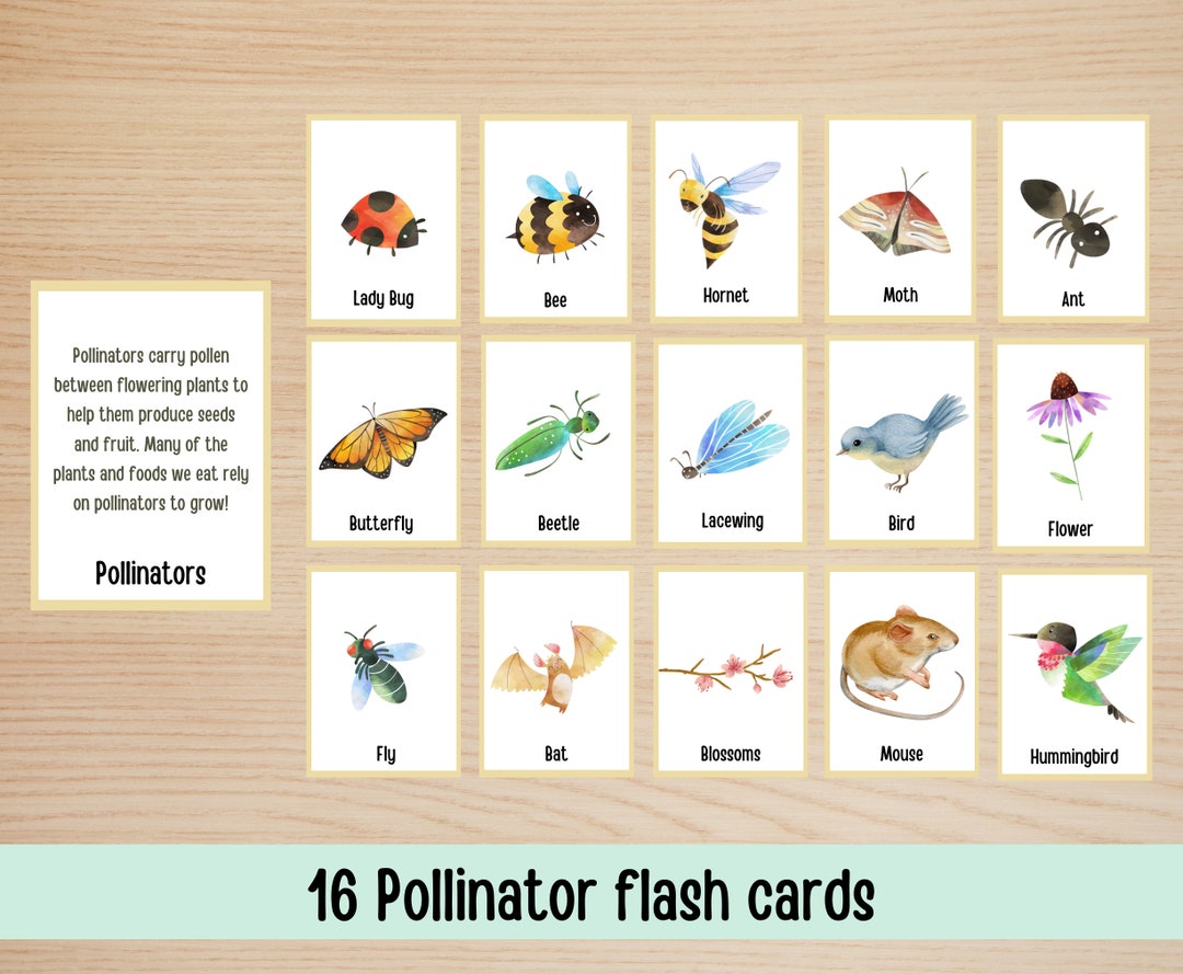 Watercolor Pollinator Flash Cards: Matching Game & Scavenger Hunt (PDF ...