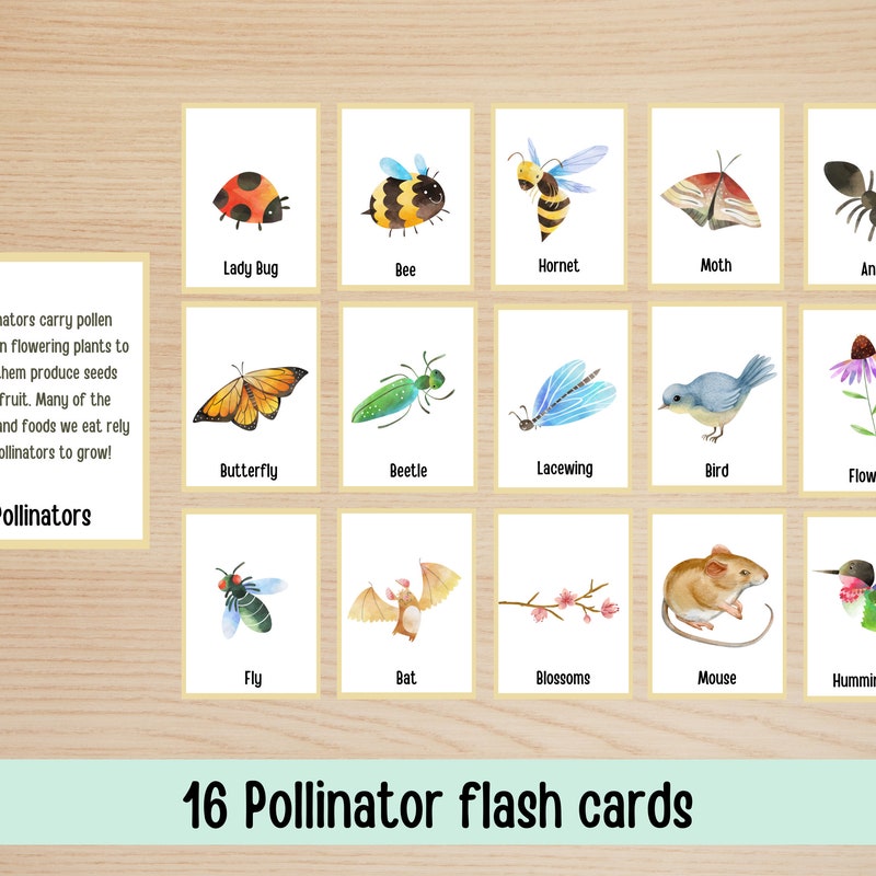 Pollinator Education - Etsy