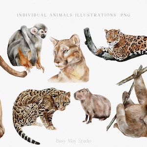 Watercolor Rainforest Tropical Collection | Jungle Animals Plants ...
