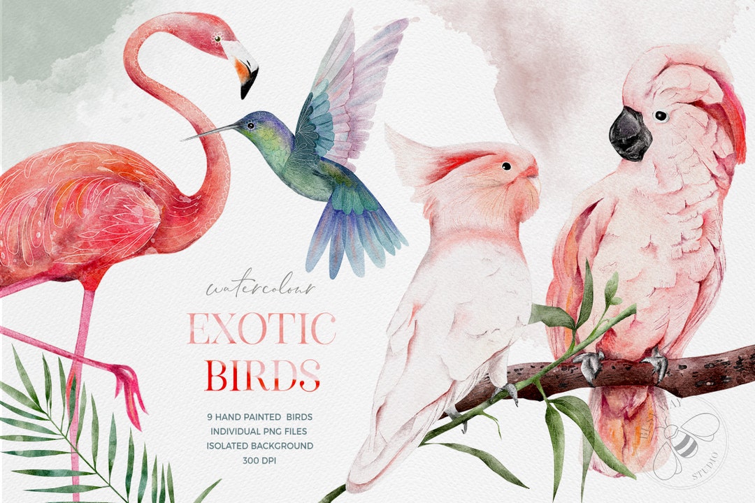 Watercolour Exotic Birds, Tropical Birds Watercolour Cliparts | Parrot ...