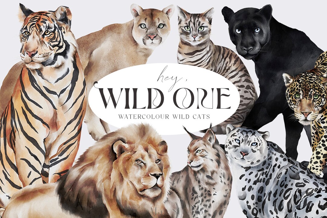 Wild Cats Illustrations Watercolour | Lion Tiger Panther Lynx Hand ...