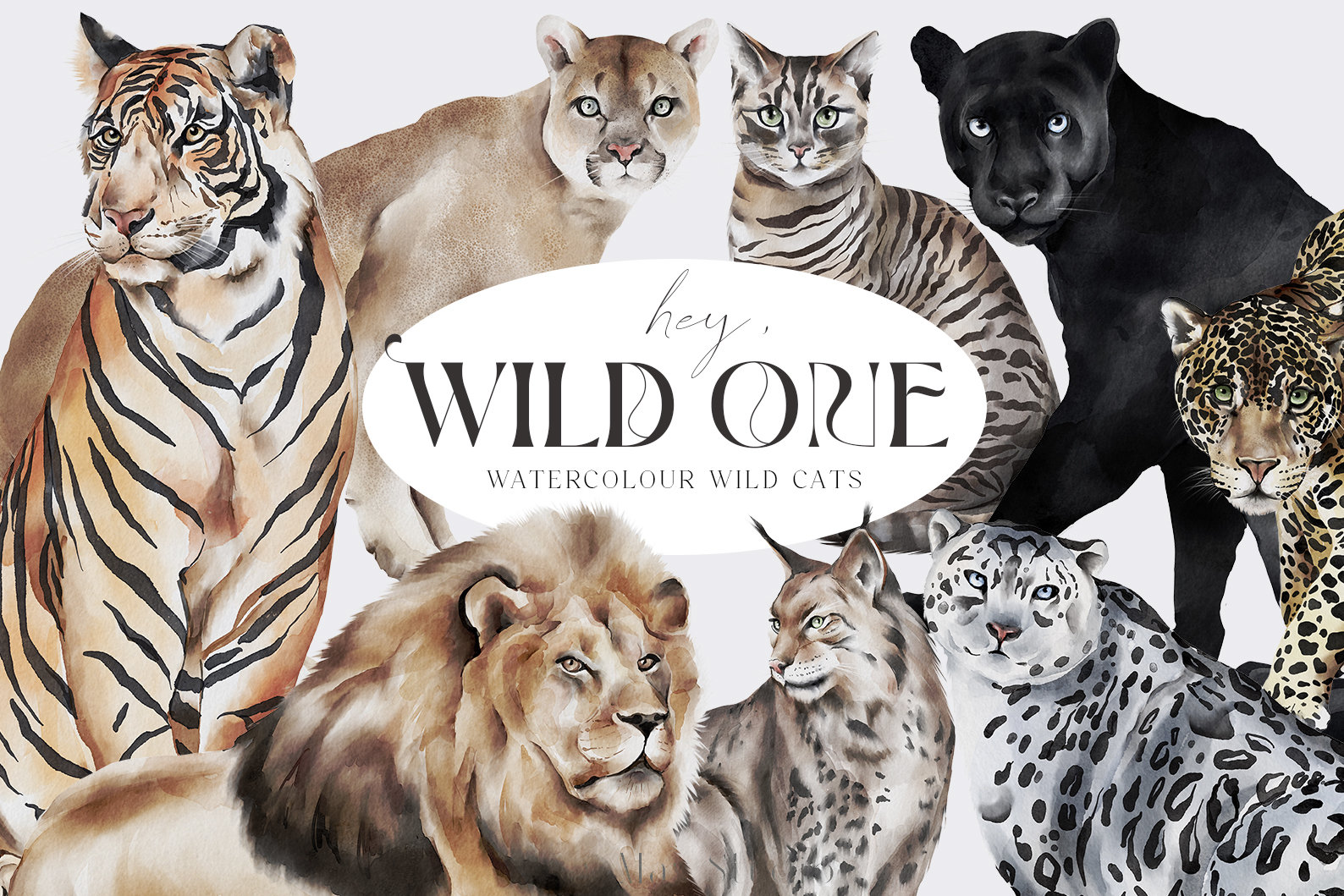 Wild Cats Illustrations Watercolour Lion Tiger Panther Lynx Hand Drawn ...