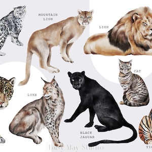 Wild Cats Illustrations Watercolour | Lion Tiger Panther Lynx Hand ...