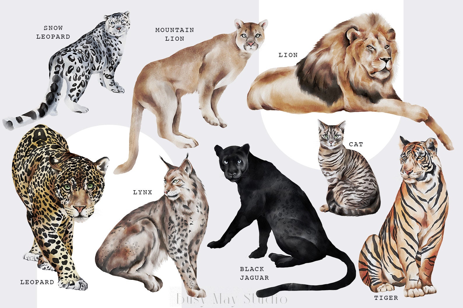 Wild Cats Illustrations Watercolour Lion Tiger Panther Lynx - Etsy