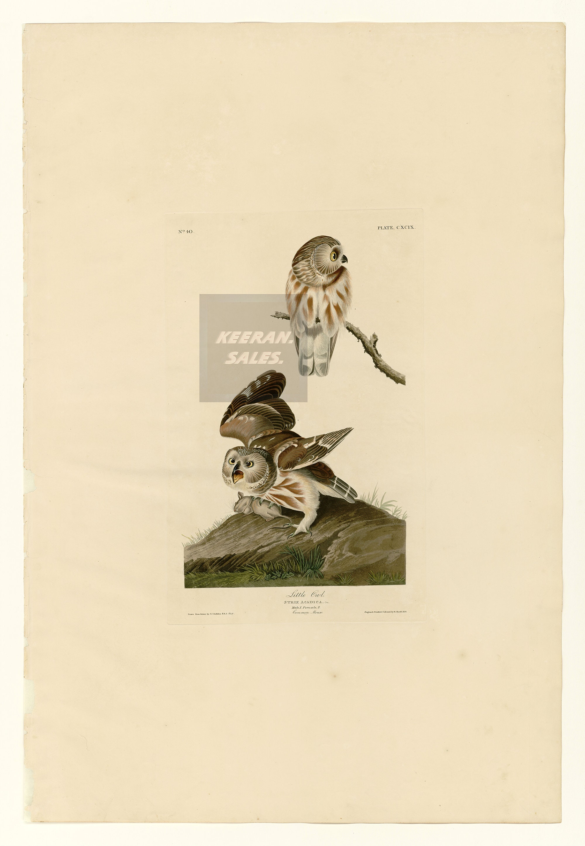 Paquete de búho antiguo de 9 impresión vintage cartel de | Etsy