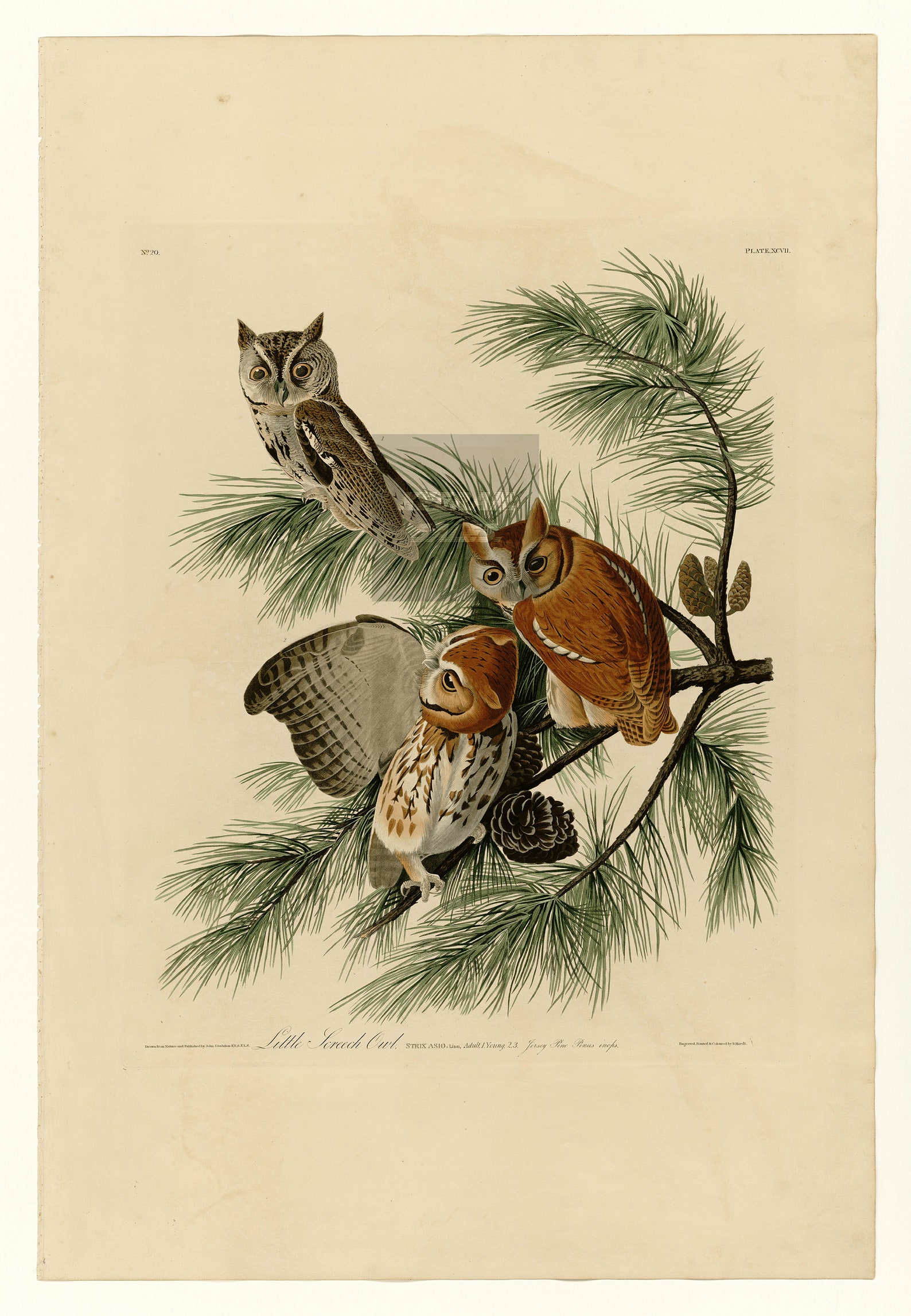 Paquete de búho antiguo de 9 impresión vintage cartel de | Etsy