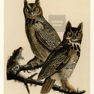 Paquete de búho antiguo de 9 Impresión vintage Cartel de búho antiguo ...