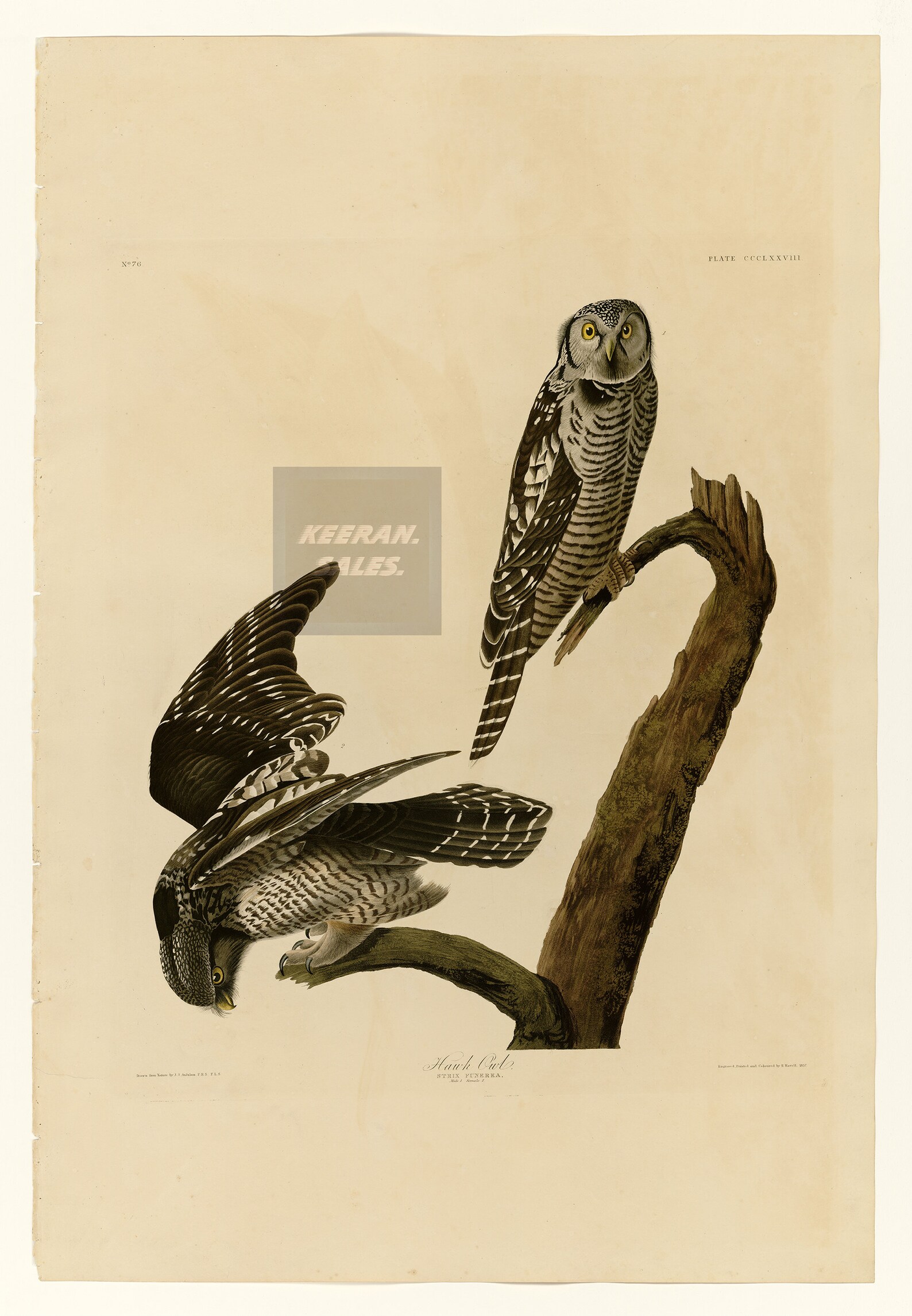 Paquete de búho antiguo de 9 impresión vintage cartel de | Etsy