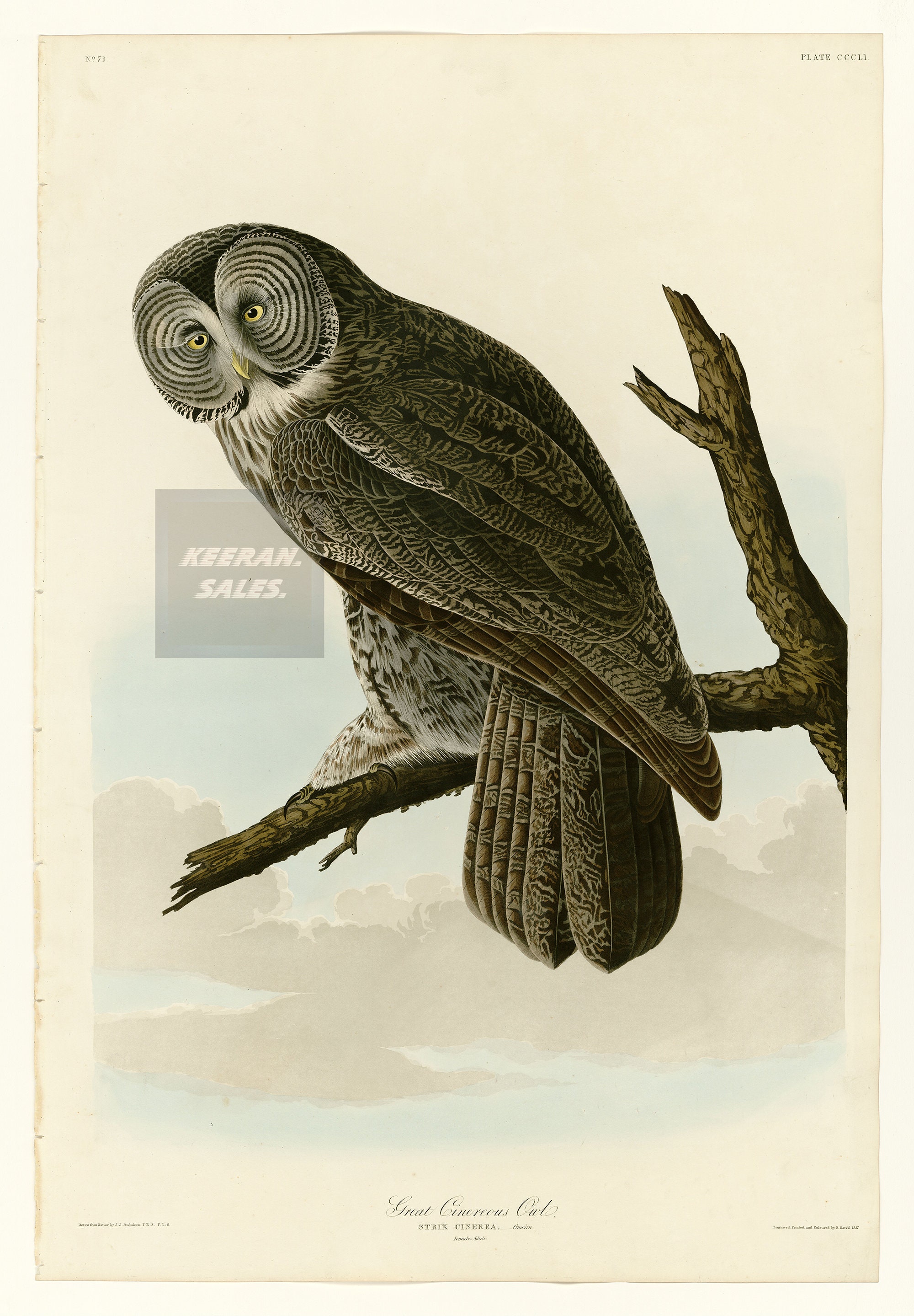 Paquete de búho antiguo de 9 impresión vintage cartel de | Etsy