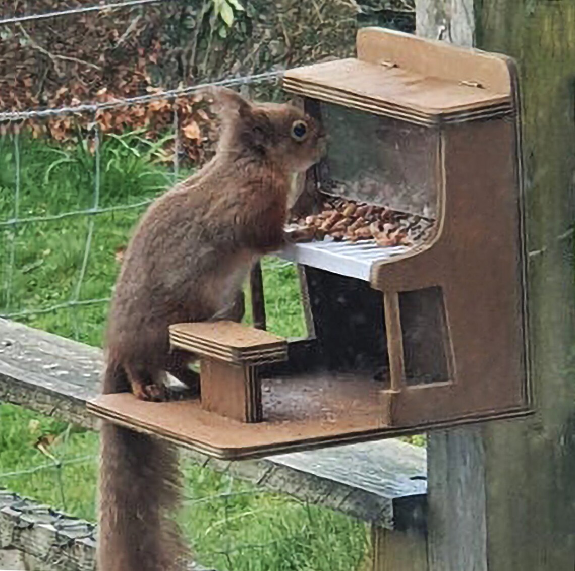 Squirrel Feeder Piano - Etsy UK